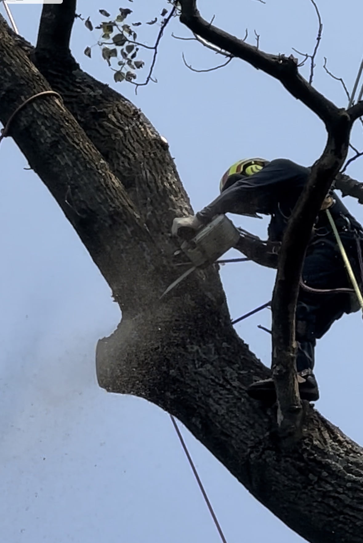 JL Tree Service - Awards - Is It Time to Prune Your Trees?