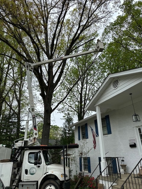 JL Tree Service - Tree Trimming - Tree Maintenance