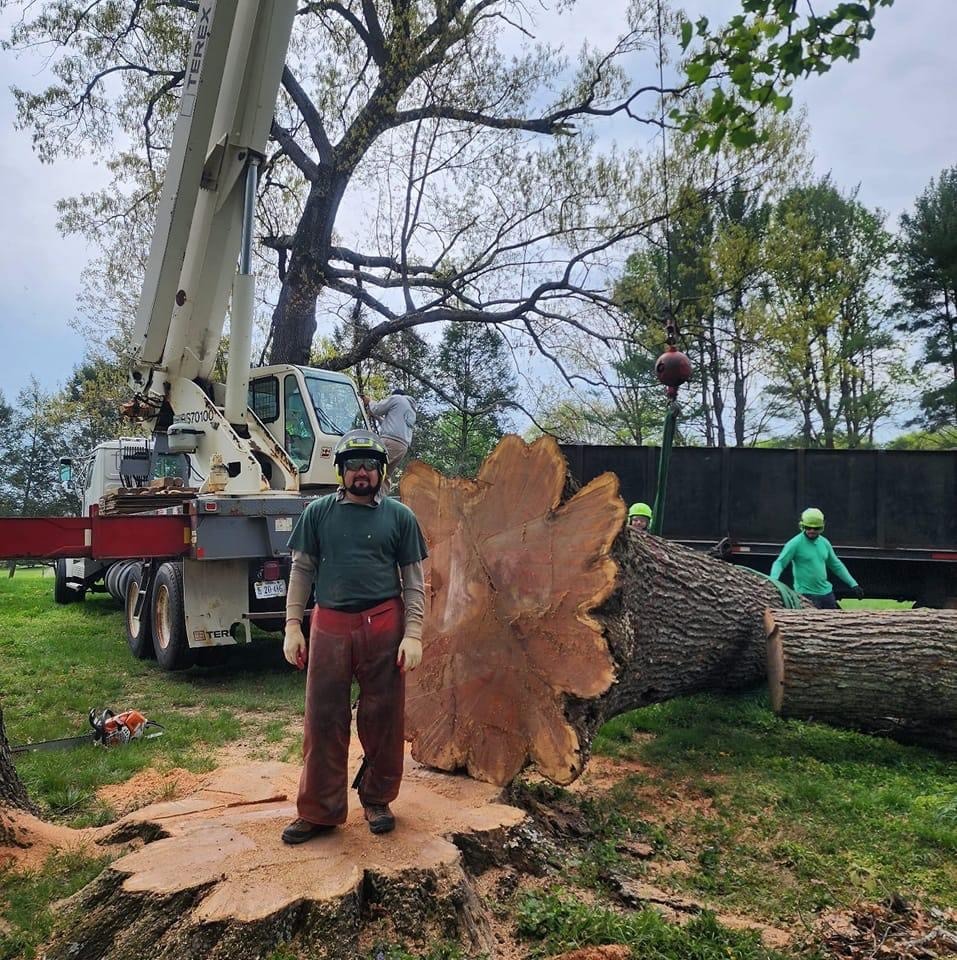 JL Tree Service - Specials