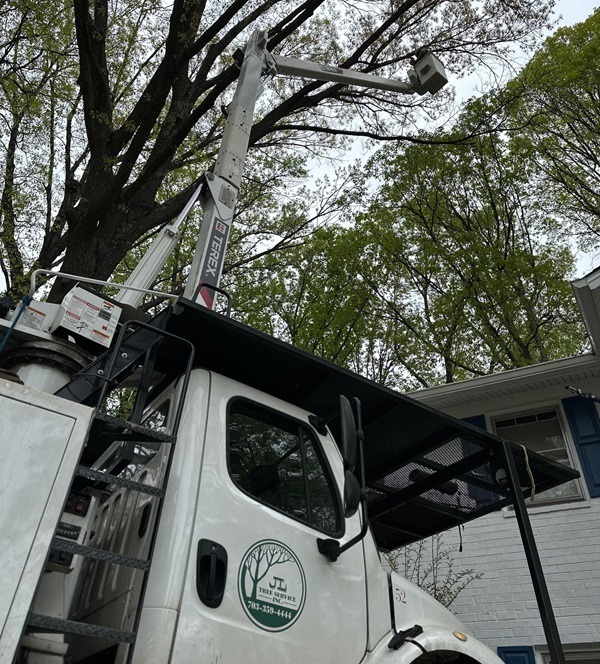 JL Tree Service - Tree Trimming - Tree Maintenance
