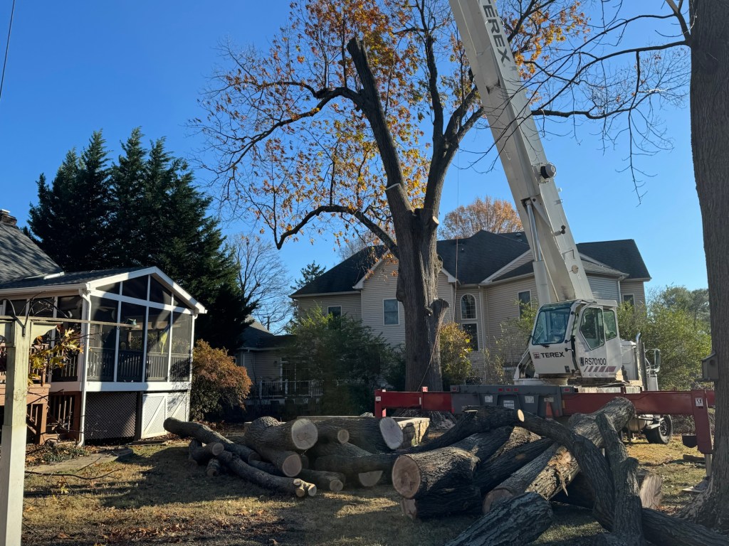JL Tree Service - Tree Service & Tree Removal Alexandria VA