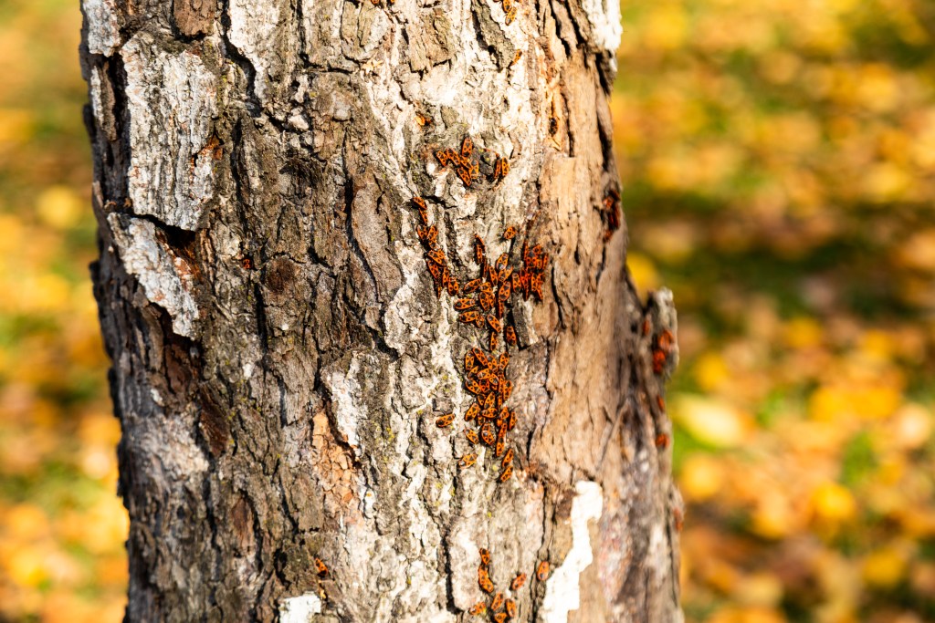 JL Tree Service - Tree Care - What Are Those Holes in Your Tree? Signs ...