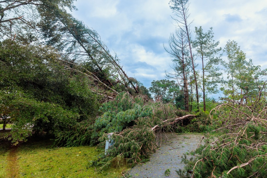 When Should You Call for Tree Removal After a Summer Storm?