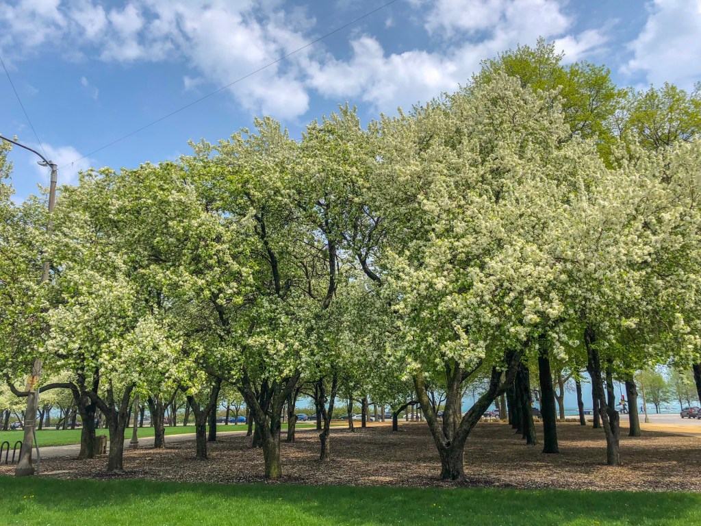 JL Tree Service - Tree Care - What Happens to Trees When Winter Ends?